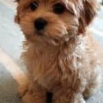Top 10 Reasons to Love a Shorkie Poo