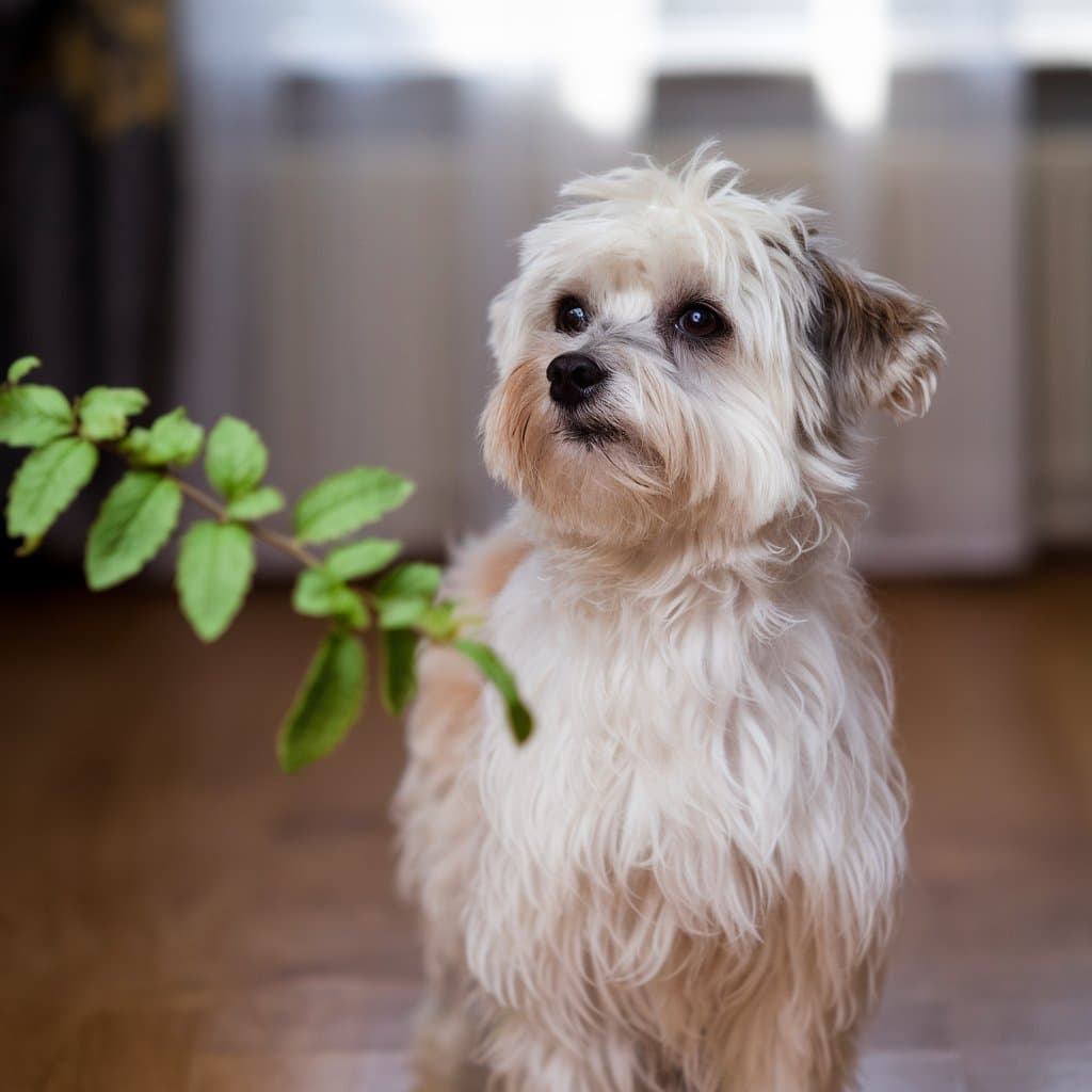 Can Dogs Eat Lemon Balm?