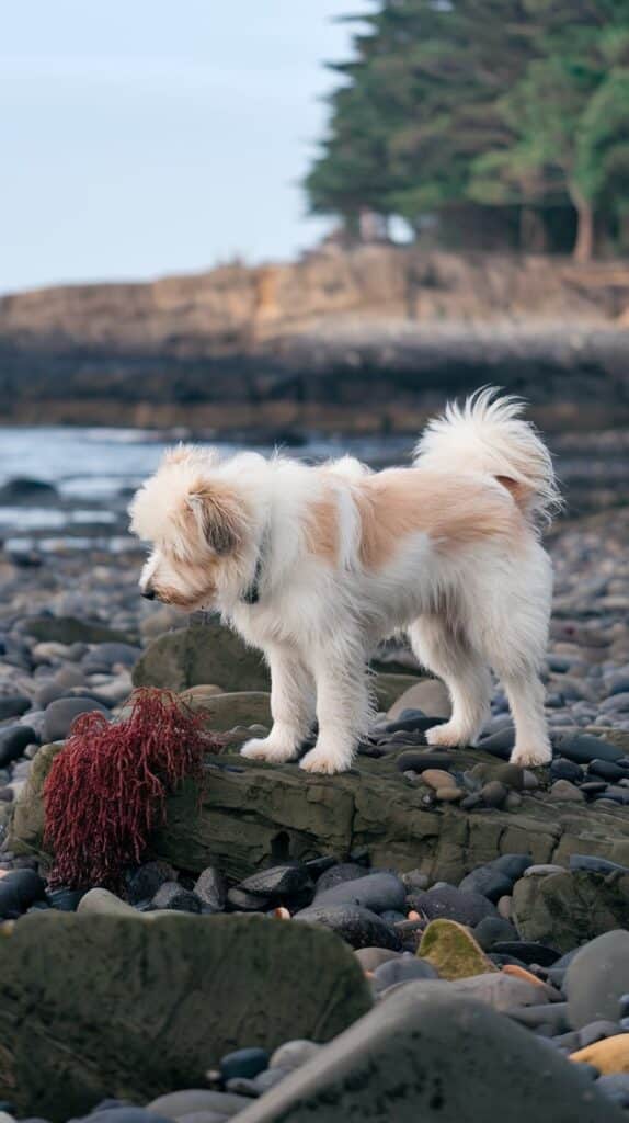 Can Dogs Eat Sea Moss?