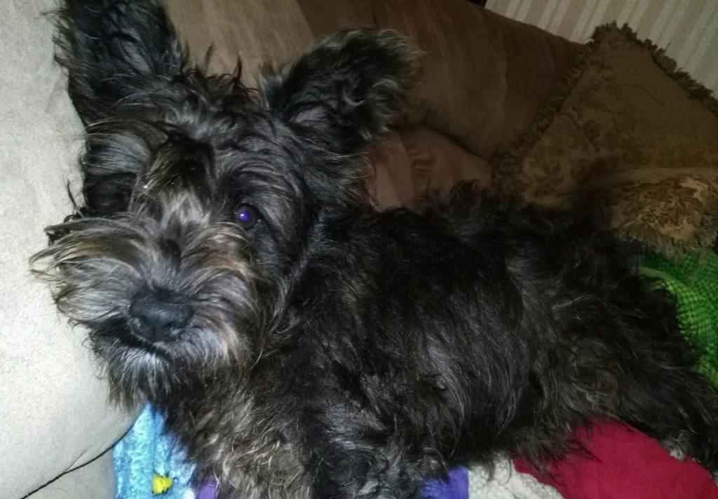 Chizer: A Chihuahua-Miniature Schnauzer Mixed-Breed Guide