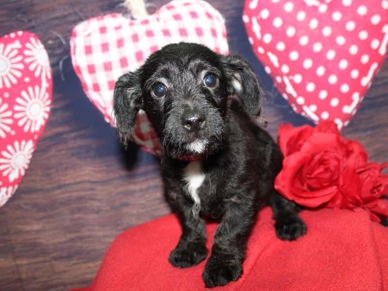 Chizer: A Chihuahua-Miniature Schnauzer Mixed-Breed Guide