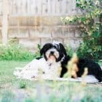 The Papitese Breed, Is It The Right Dog For You?