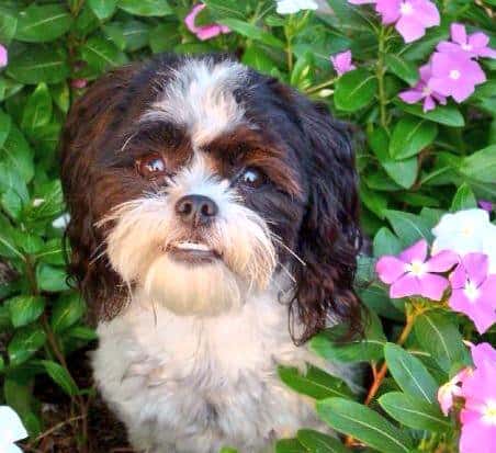 Poochin: The Happy, Playful, and Quiet Designer Breed