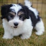 Understanding The Cheenese Breed And Its Heritage